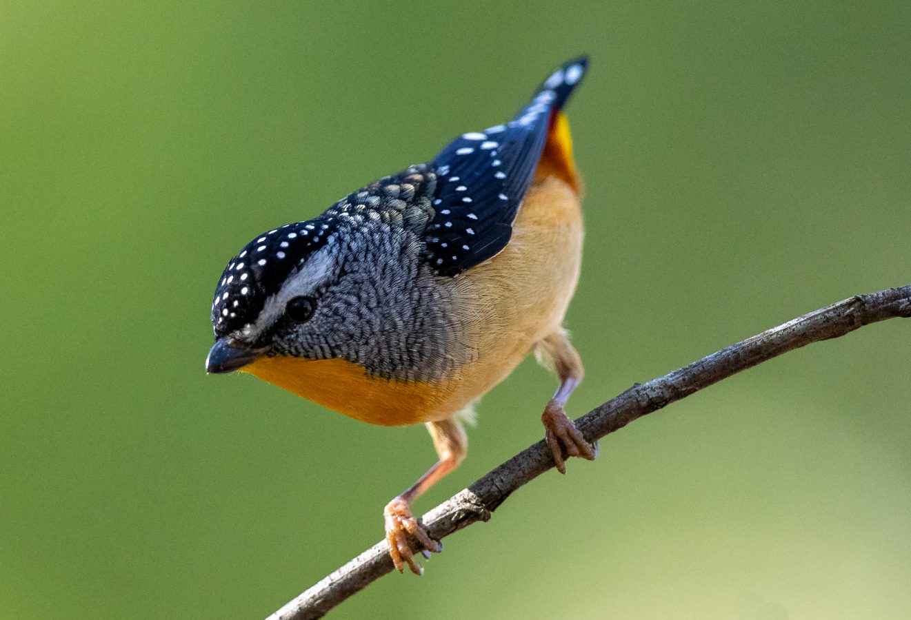 Spotted Pardalote