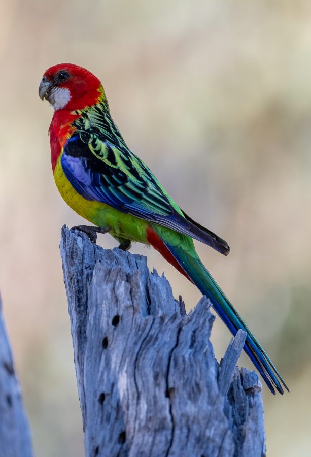 Eastern Rosella